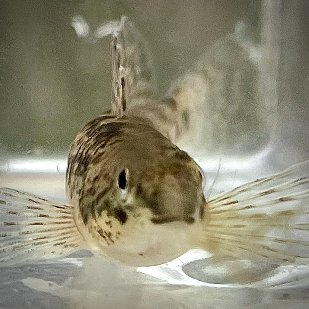 Johnny Darter from Dutton Shadyside Park, Caledonia, MI, US on November ...