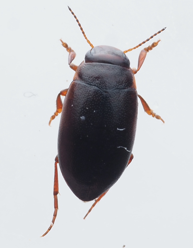 Hydroporus memnonius from Llandygai, Bangor, Wales, GB on November 27 ...