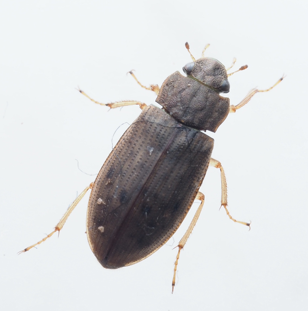 Helophorus from Llandygai, Bangor, Wales, GB on November 27, 2024 at 09 ...