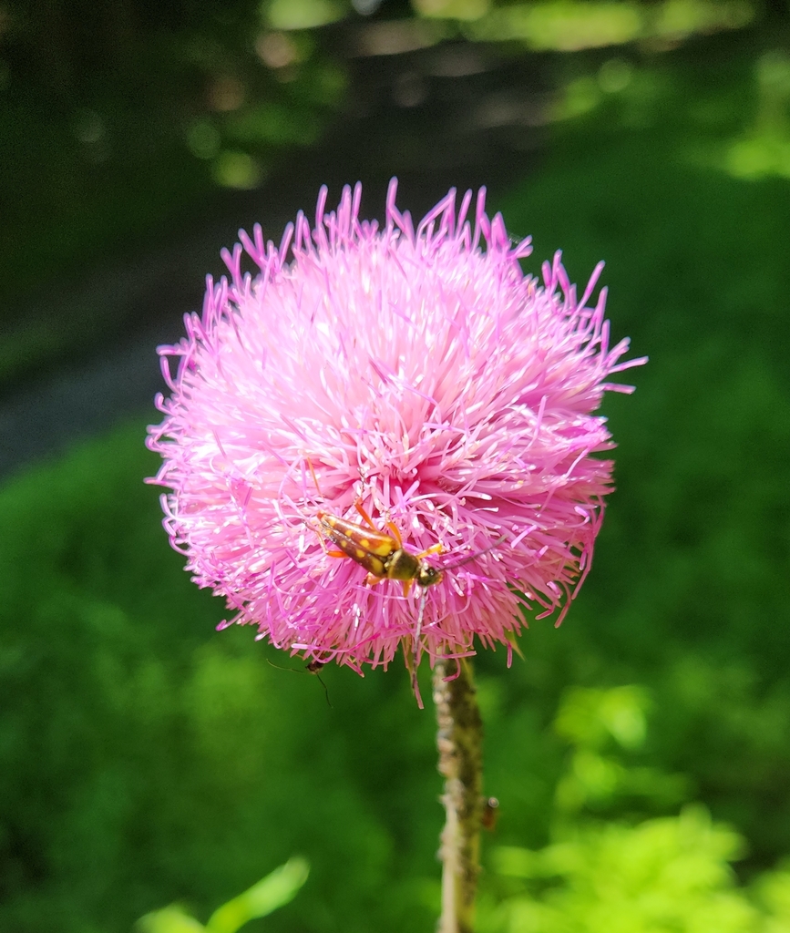 musk thistle from Chesterfield Township, NJ, USA on June 27, 2024 at 12 ...