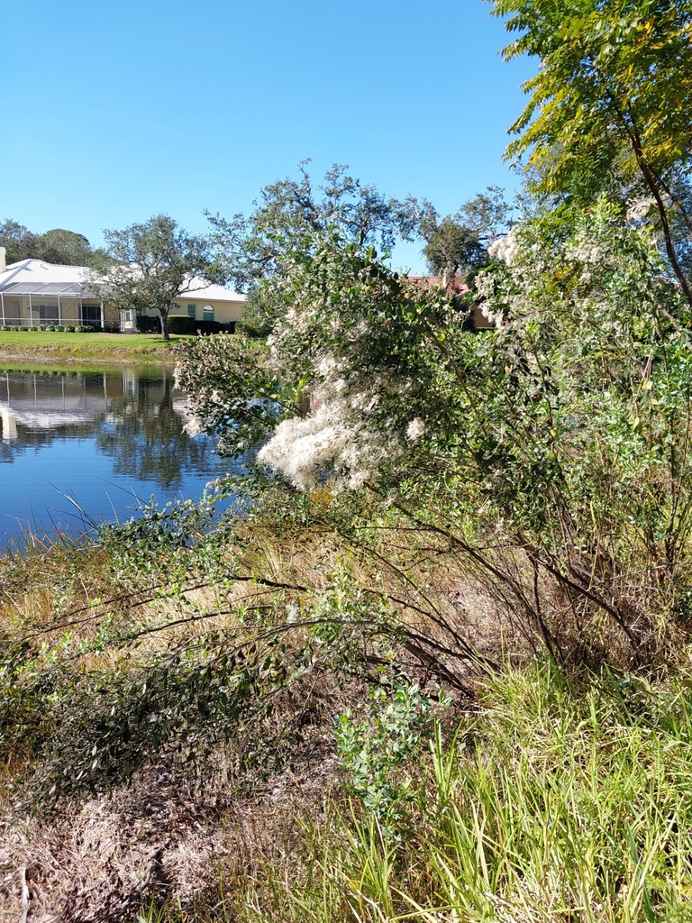 groundsel tree from Sarasota, FL 34238, USA on November 27, 2024 at 11: ...