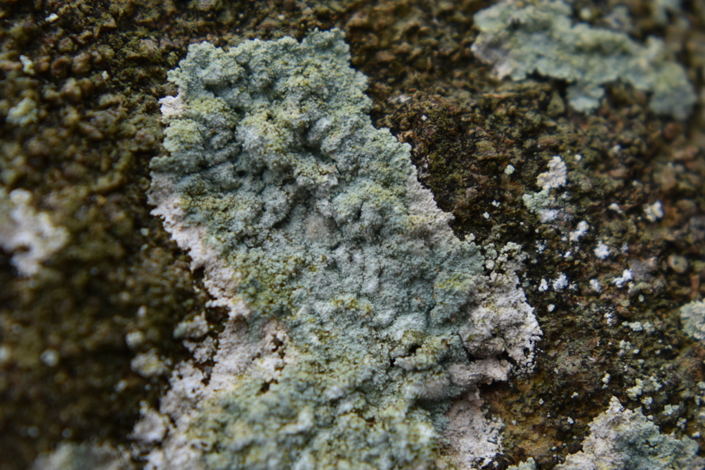 Fluffy Dust Lichen from Valmeyer, IL, US on November 27, 2024 at 11:56 ...