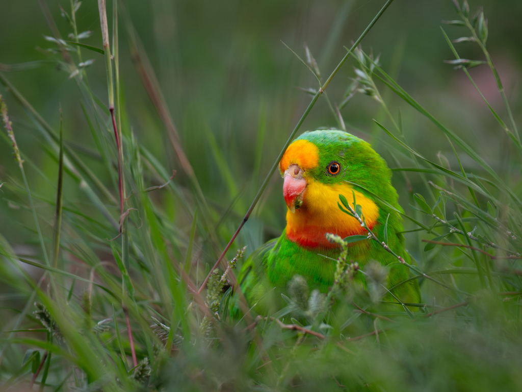Superb Parrot in April 2023 by embem · iNaturalist