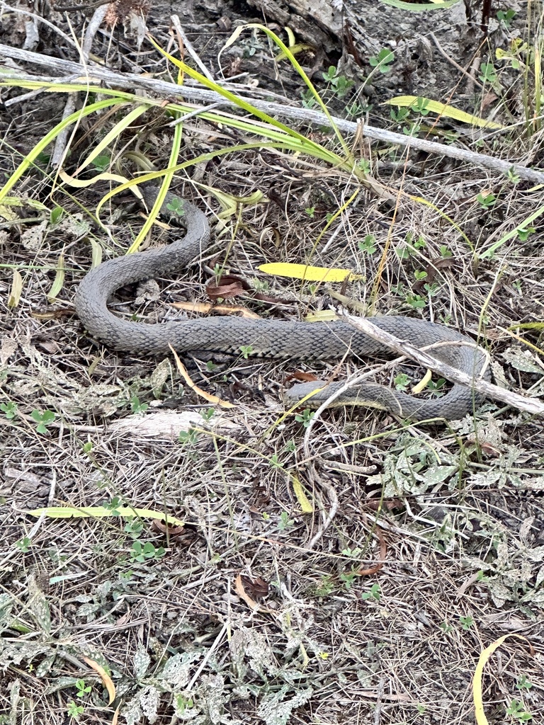 Diamondback Watersnake from Ray Roberts Lake State Park, Denton, TX, US ...