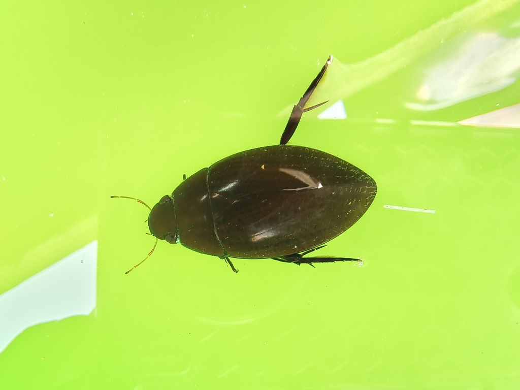 Hydrophilus from Tamanredjo, Suriname on November 18, 2024 at 01:59 PM ...