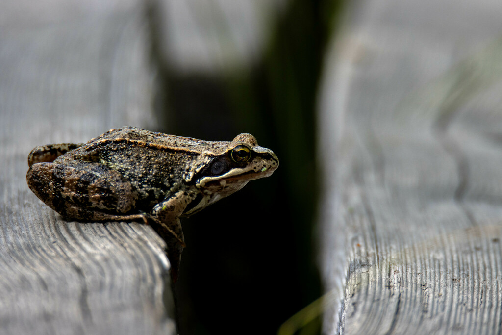 European Common Frog from Helsinki, Finland on July 31, 2023 at 01:14 ...