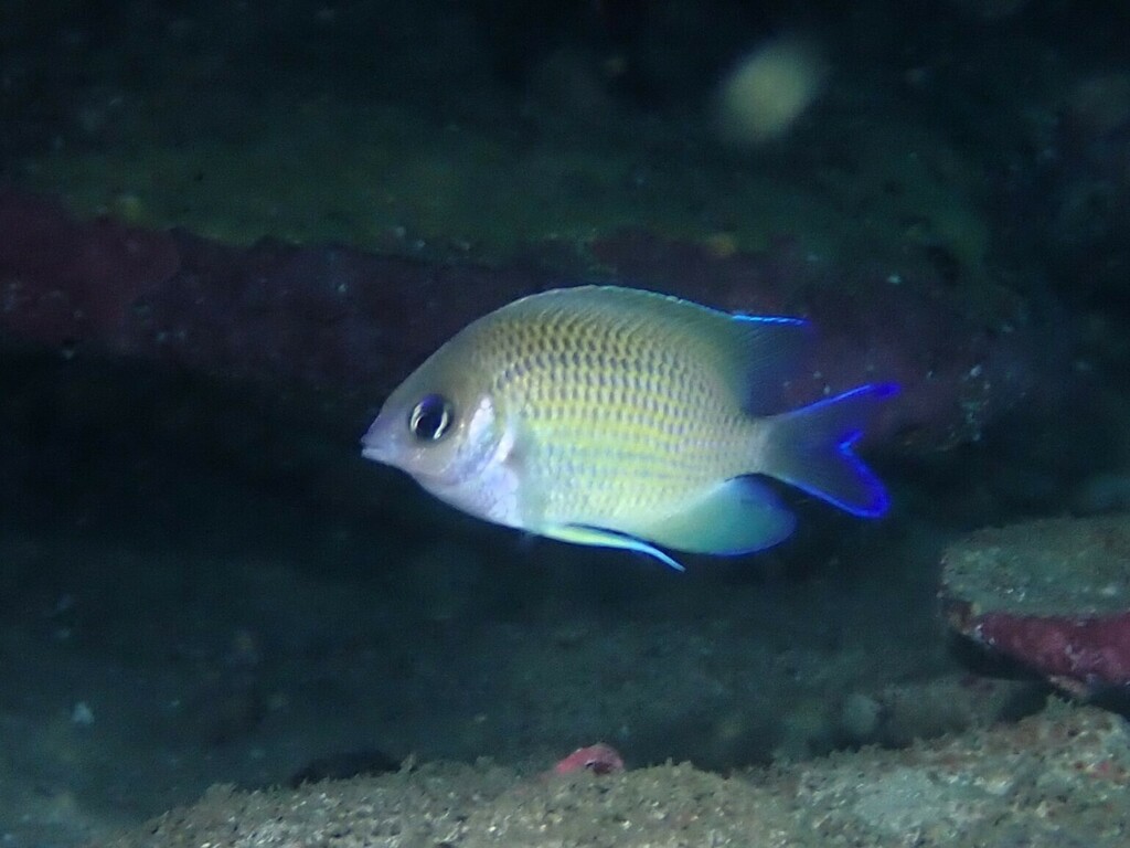 Immaculate Damsel from Sutherland Shire - East, AU-NS, AU on October 4 ...