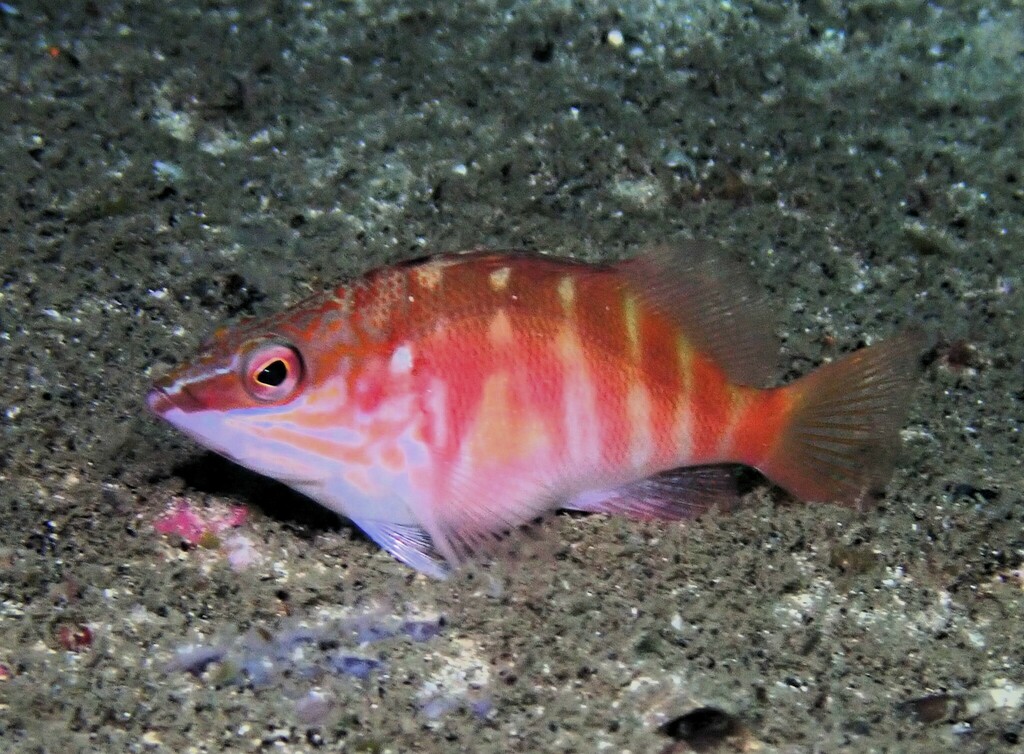 Halfbanded Seaperch from Cronulla NSW 2230, Australia on October 4 ...