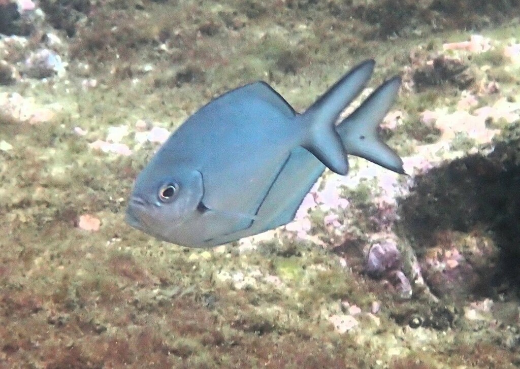 Silver Sweep from Sutherland Shire - East, AU-NS, AU on October 4, 2024 ...