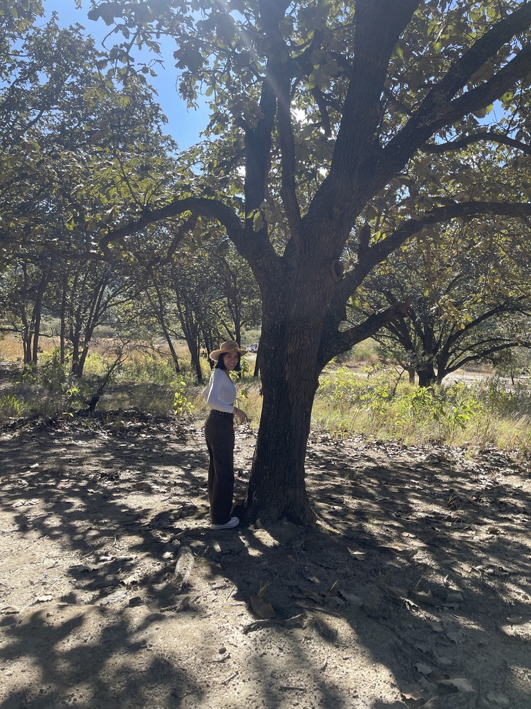 Quercus resinosa from Bosque La Primavera, Zapopan, Jal., MX on January ...