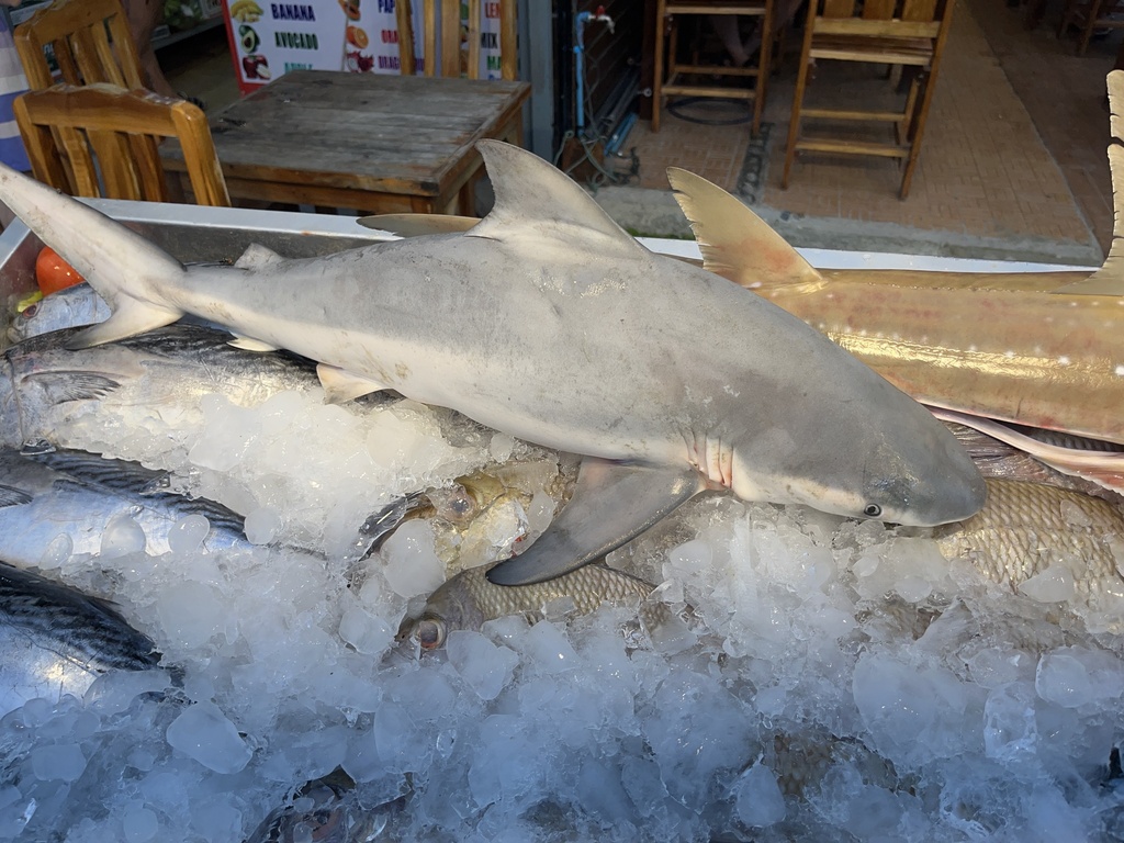 Pigeye Shark in November 2024 by dike_zhang · iNaturalist