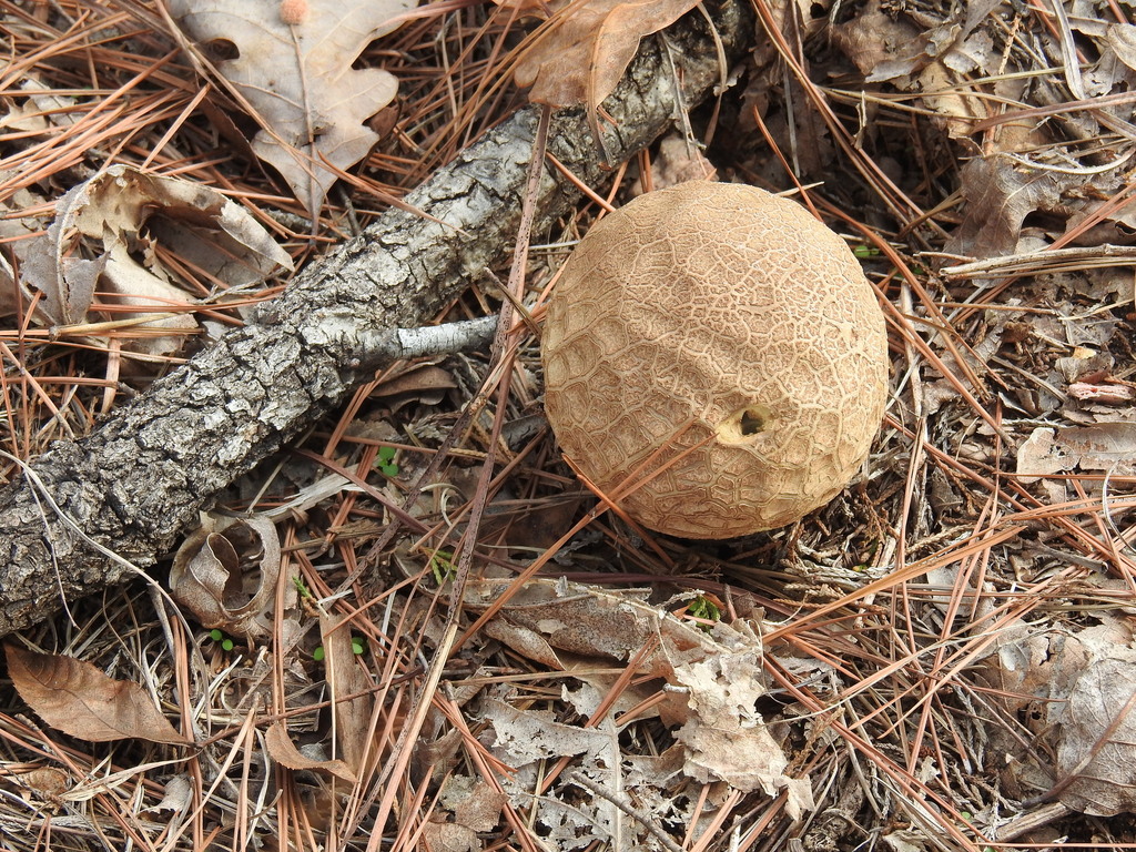 Brain puffball from Miller County, MO, USA on November 27, 2024 at 01: ...