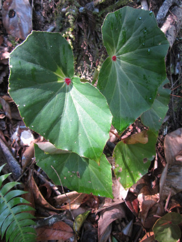 Begonia subciliata · iNaturalist