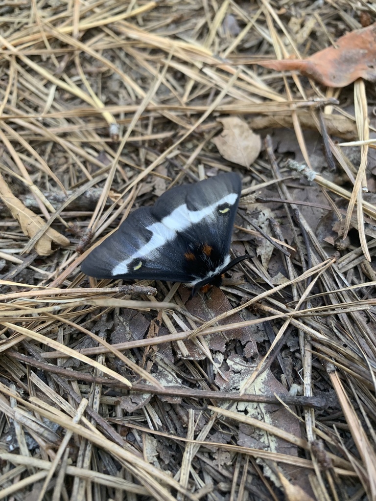 Eastern Buck Moth in October 2024 by demianl64 · iNaturalist