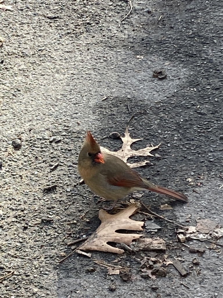 Northern Cardinal from Central Park, New York, NY, US on November 27 ...
