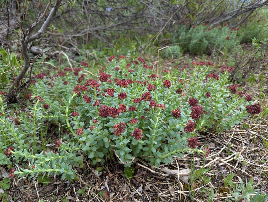 western roseroot from Yukon, Canada on June 22, 2024 at 02:04 PM by ...