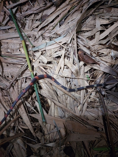 Forest Flame Snake (Oxyrhopus petolarius) - Snakes and Lizards