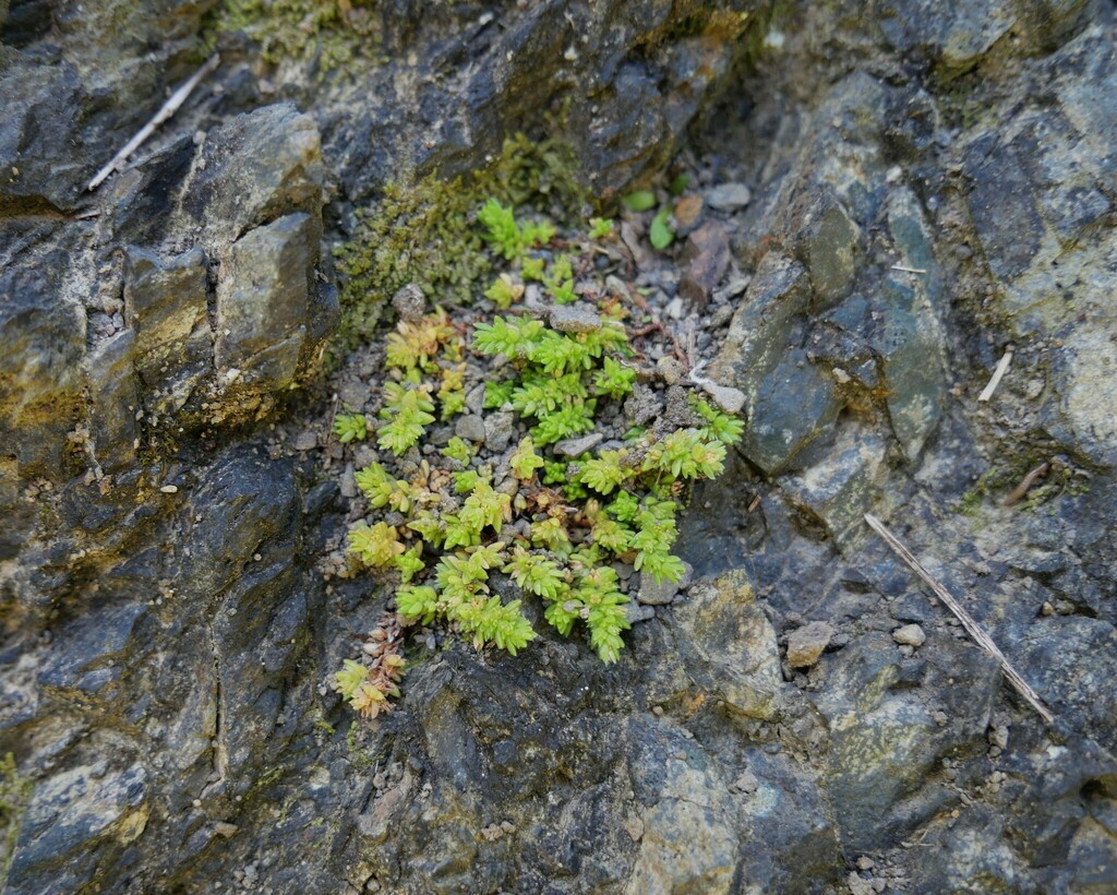 Australian Stonecrop from Ōwhiro Bay, Wellington, New Zealand on ...