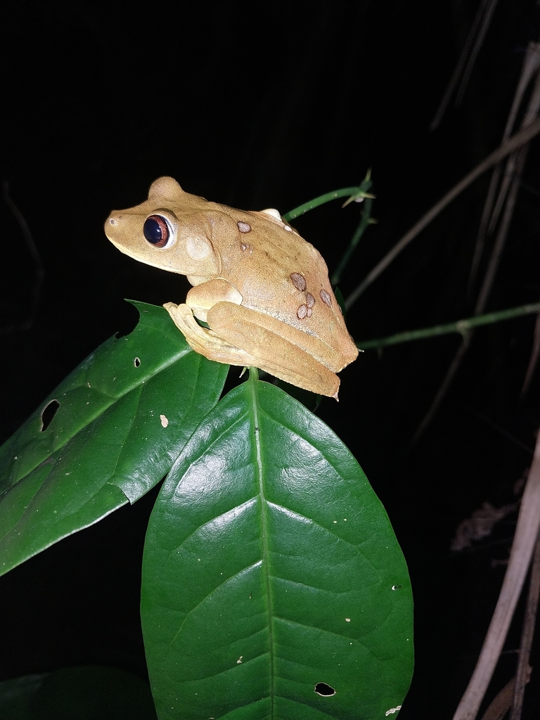 Map Tree Frog from Princes Town Regional Corporation, Trinidad and ...