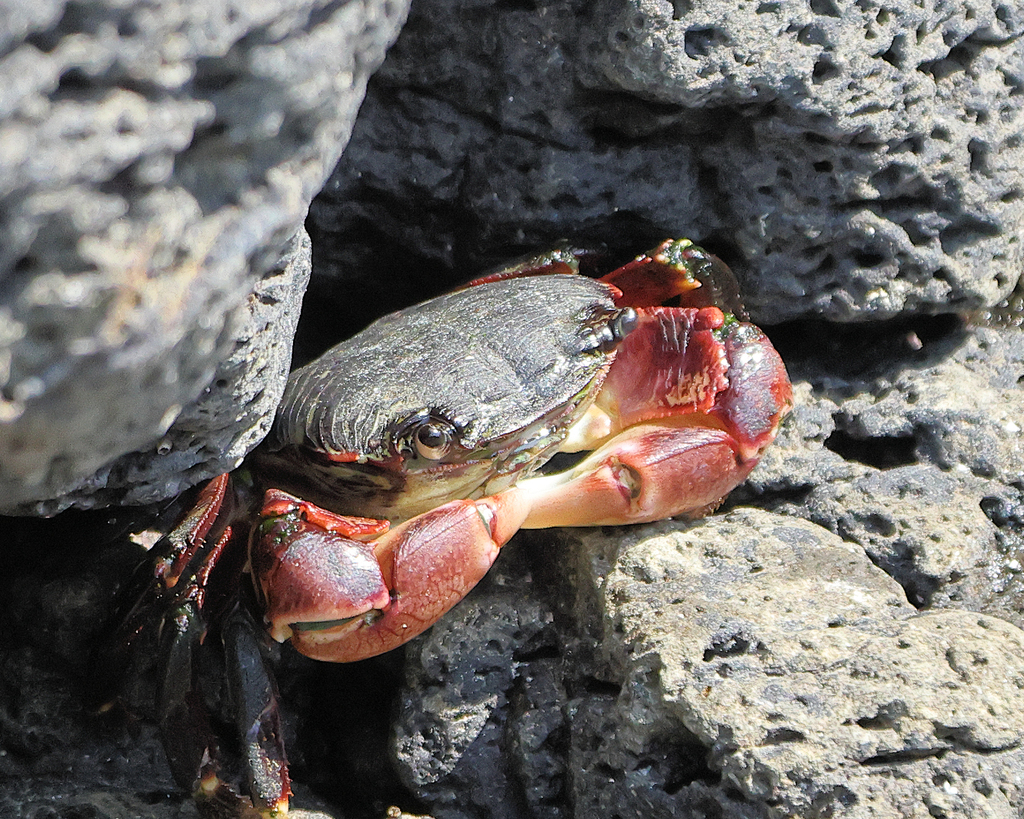Striped Shore Crab from Lincoln County, OR, USA on August 12, 2021 at ...