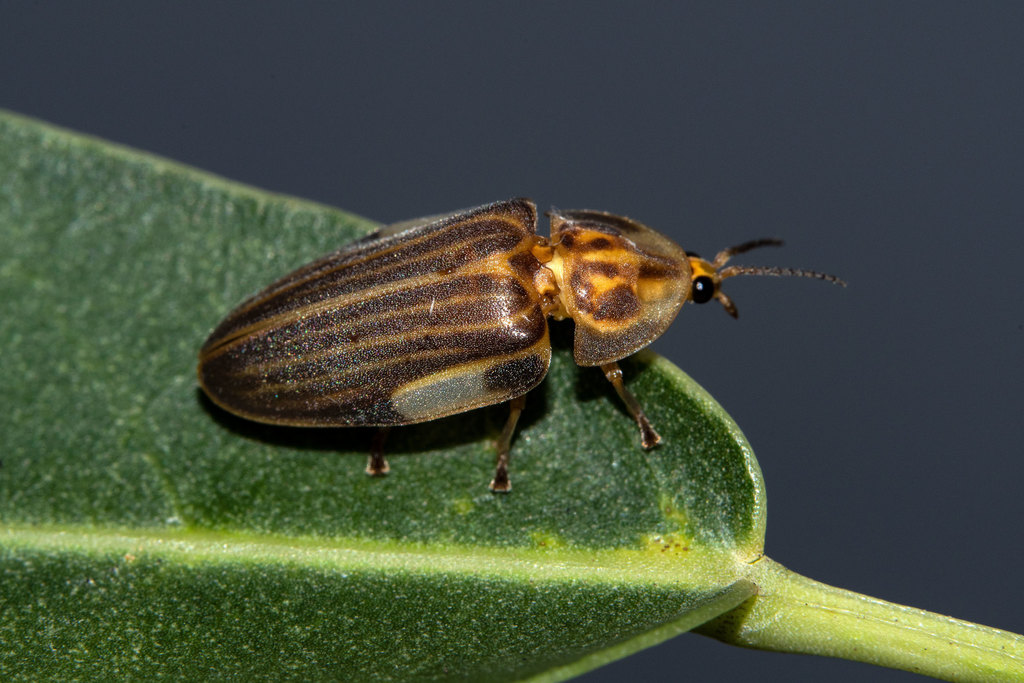 Dixon's striped firefly from Juan Dolio 21000, Dominican Republic on ...