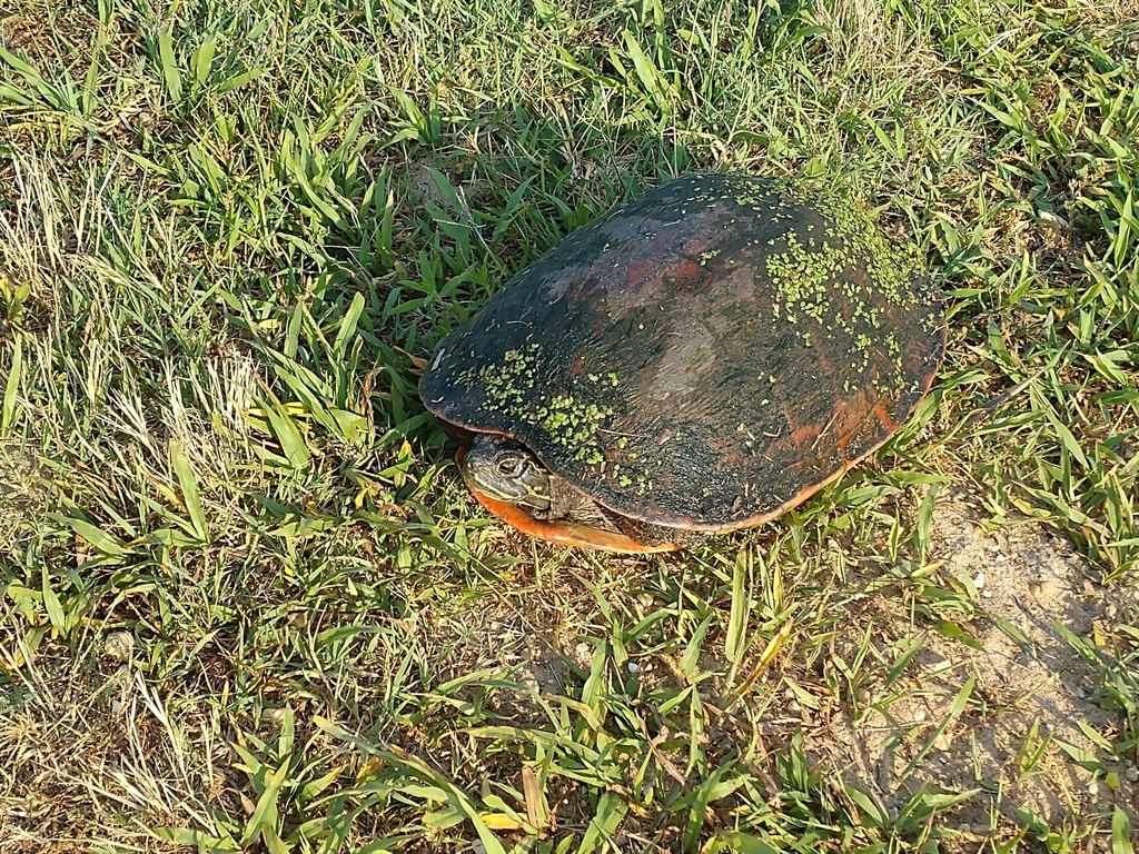Northern Red-bellied Cooter from Hollywood, MD, USA on June 29, 2019 at ...