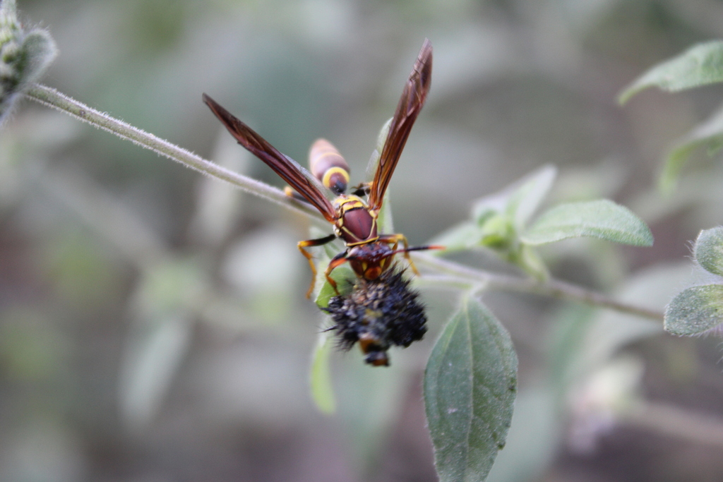 Unstable Paper Wasp from EL TRIANGULO, 92777 Juana Moza, Ver., México ...