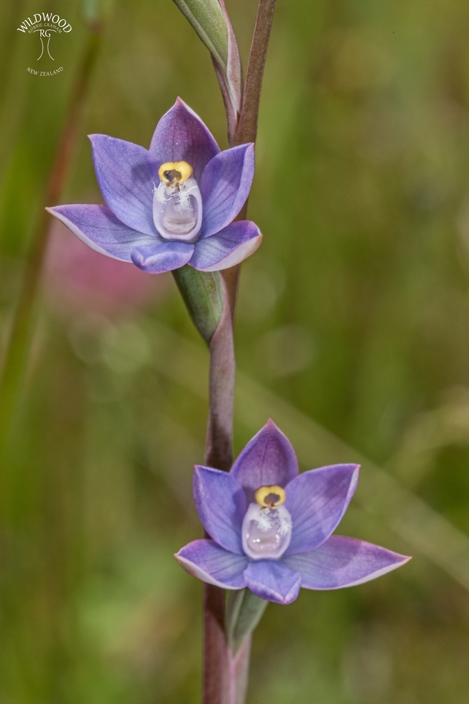 slender sun-orchid from Hatepe 3382, New Zealand on November 28, 2024 ...