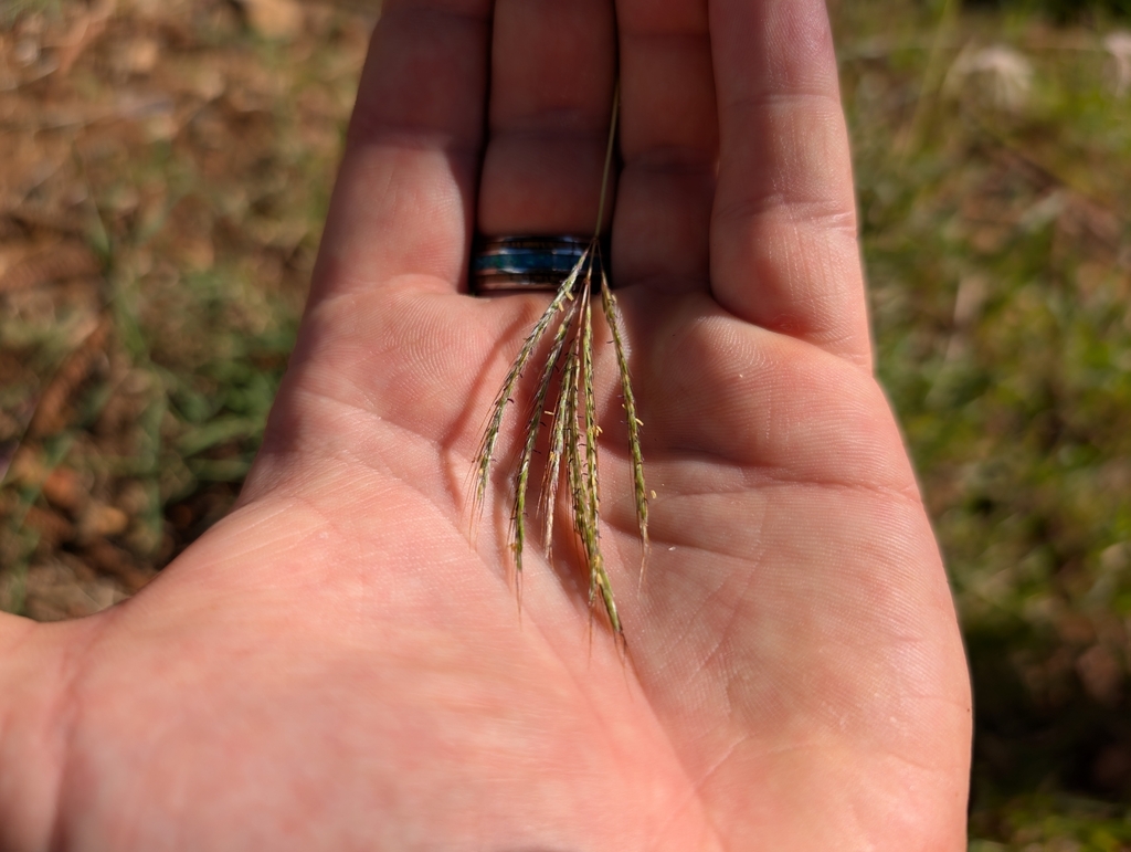 pitted bluestem from Hale Wainani, Honolulu, HI 96822, USA on November ...