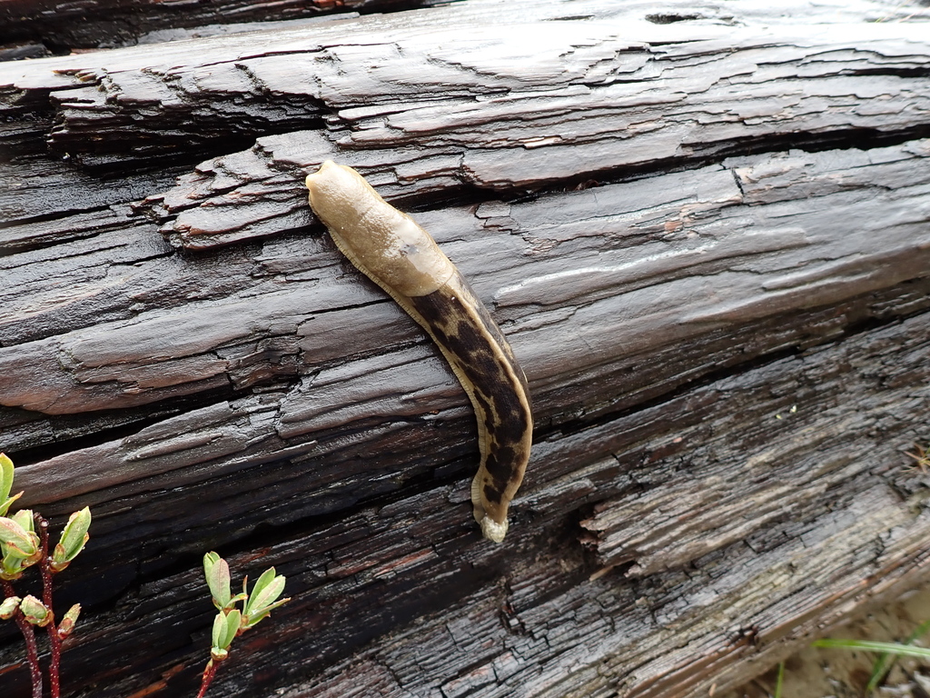 Pacific Banana Slug from Alberni-Clayoquot, BC, Canada on April 28 ...