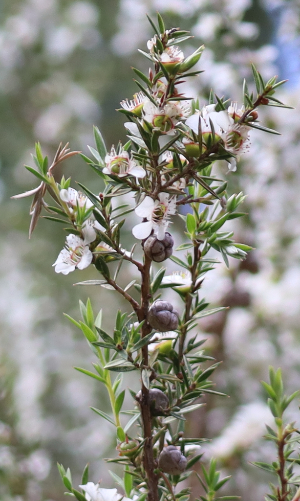 prickly tea-tree from Kersbrook SA 5231, Australia on November 27, 2024 ...