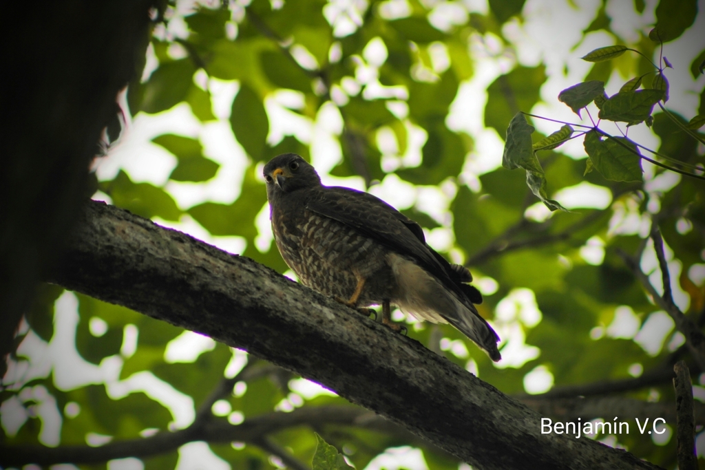 Roadside Hawk from 86287 Ranchería Emiliano Zapata, Tab., México on ...