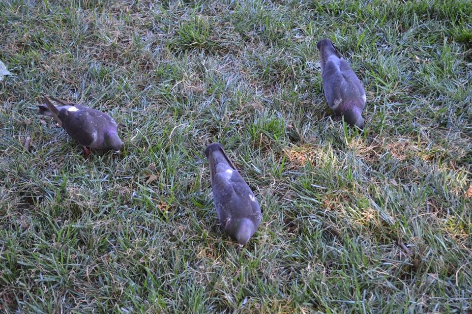 Feral Pigeon from The Ridges, Athens, Ohio, United States on July 15 ...