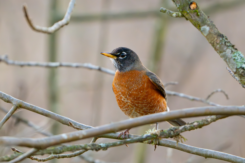 American Robin from University of Washington, Seattle, WA, 美国 on ...