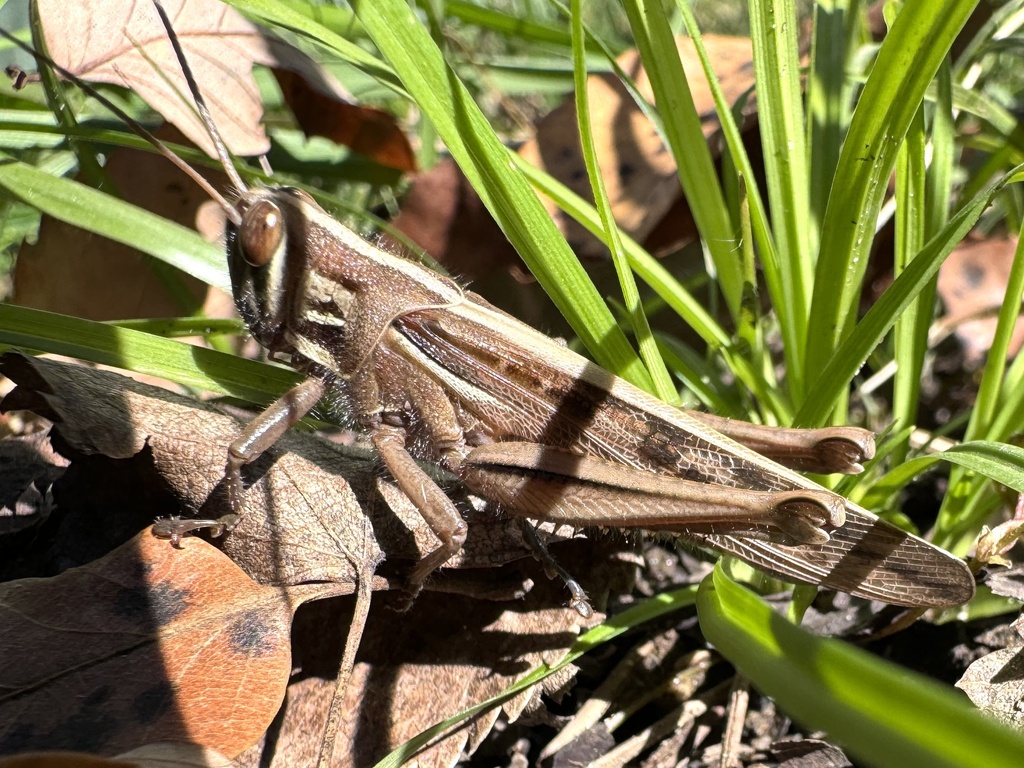 Patanga japonica from 本州, 八王子市, 東京都, JP on November 28, 2024 at 11:28 ...