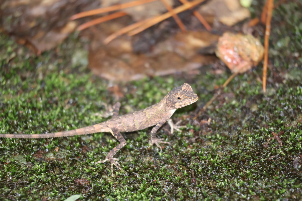 Diploderma polygonatum ishigakiense in September 2024 by Makino ...