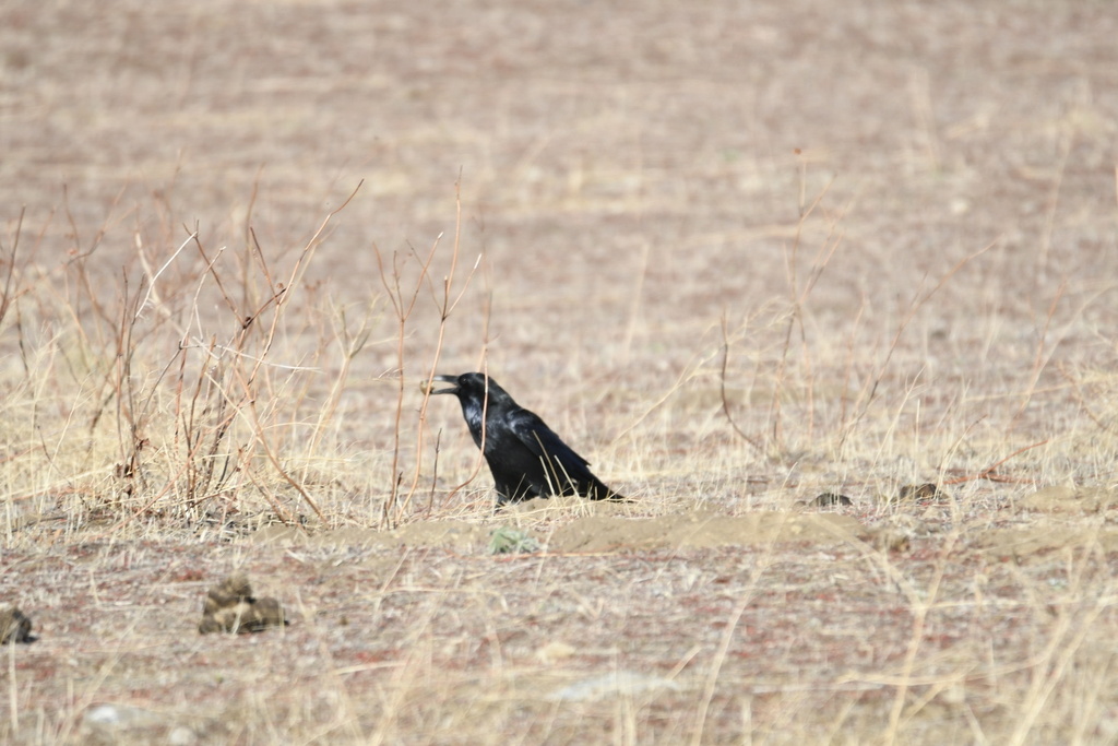 Common Raven from Bear Creek Rd, Winthrop, WA, US on November 3, 2024 ...