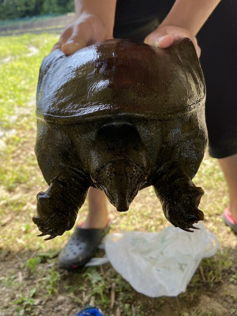 Chinese Softshell Turtle from 日本、静岡県浜松市中央区 on May 2, 2023 at 02:37 PM ...