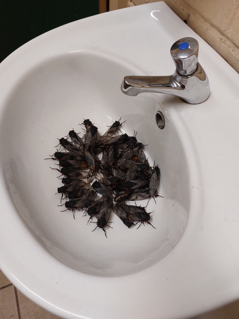 Redeye Cicada from Hornsby Heights NSW 2077, Australia on November 28 ...