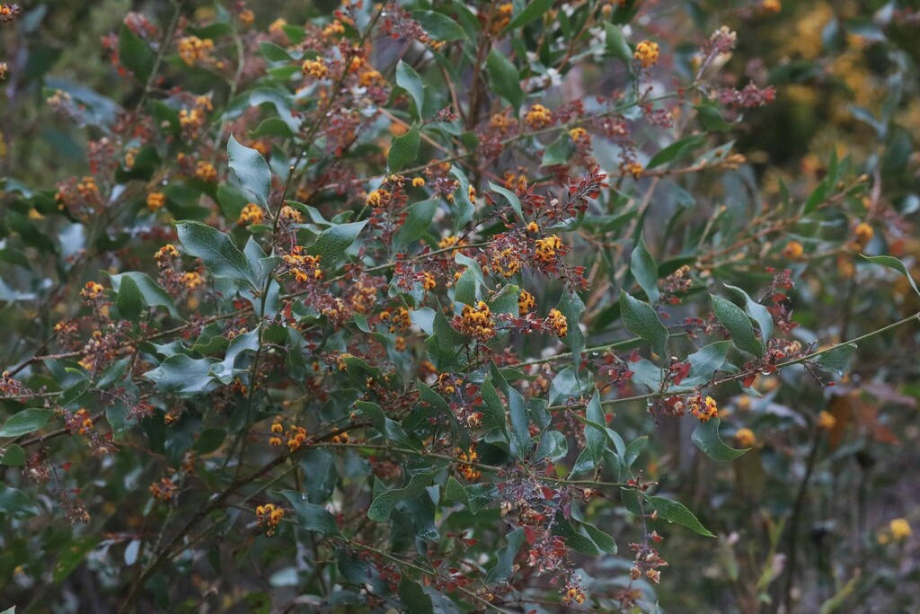 hop bitter-pea from Mount Victoria NSW 2786, Australia on November 5 ...