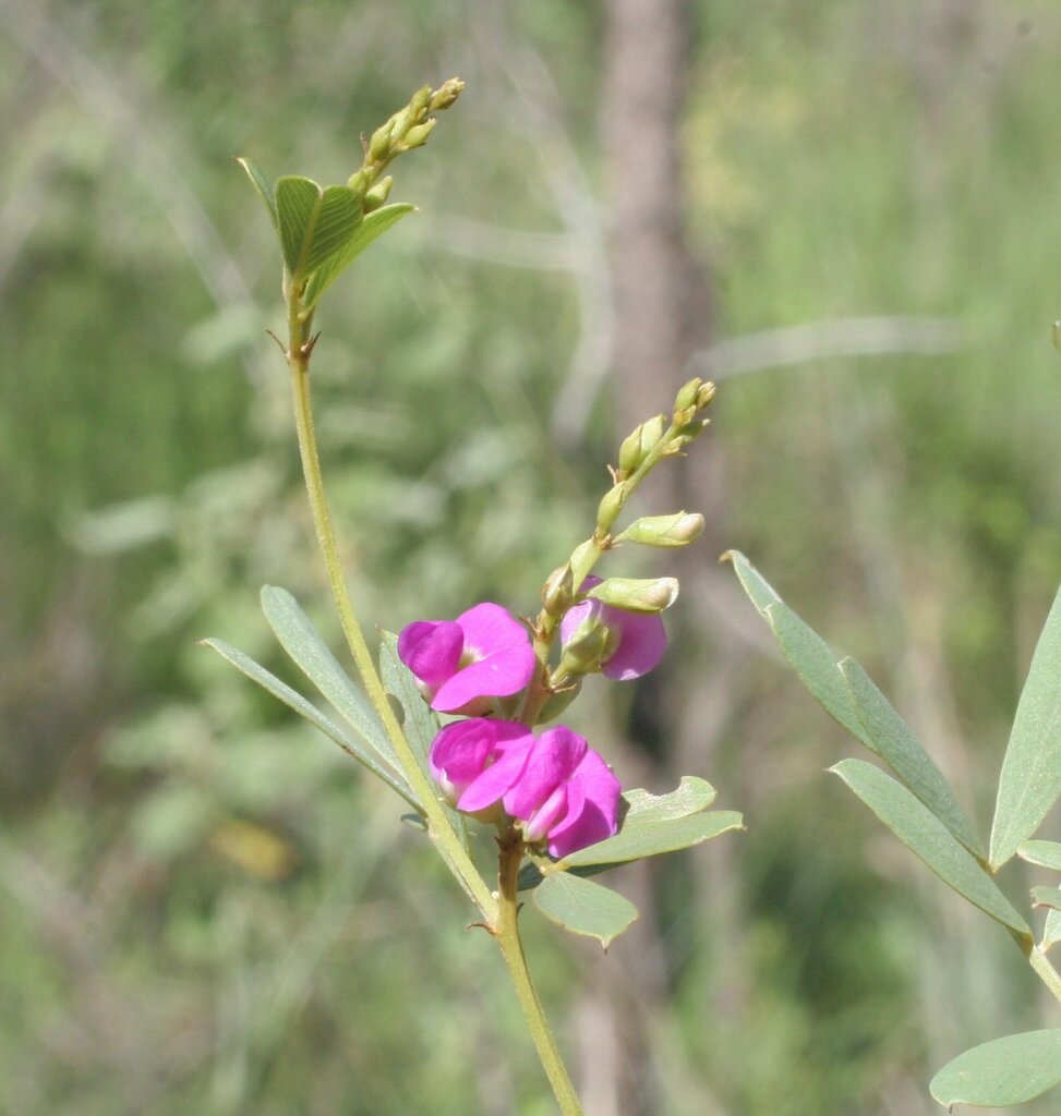 Tephrosia rosea from Crossing Falls Kununurra on February 4, 2008 by ...
