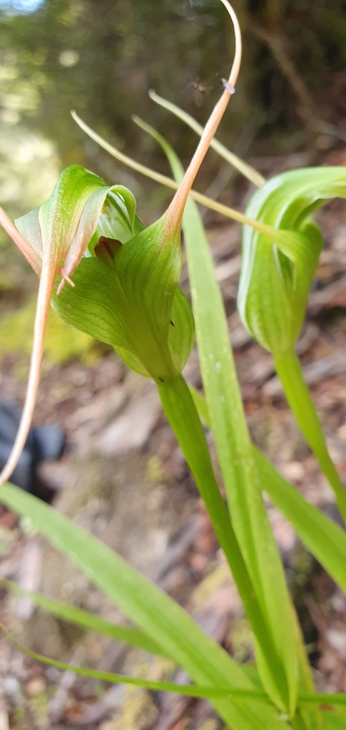 Tutukiwi from Blenheim 7275, New Zealand on November 28, 2024 at 11:20 ...