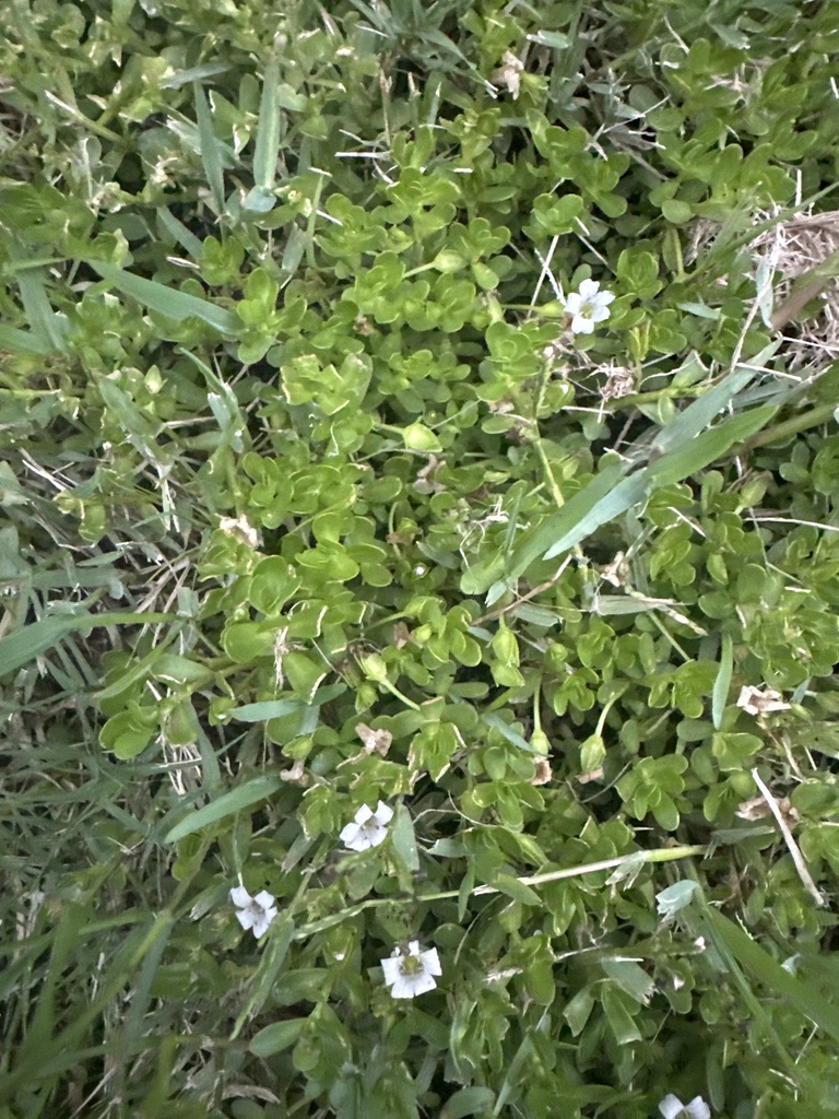 Herb-of-Grace from Burchill Park, Nerang, QLD, AU on November 28, 2024 ...