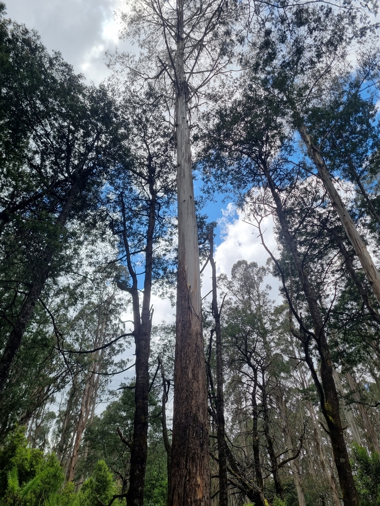 Shining Gum from Yarra Ranges - Pt B, Yarra Ranges, Australian Alps ...