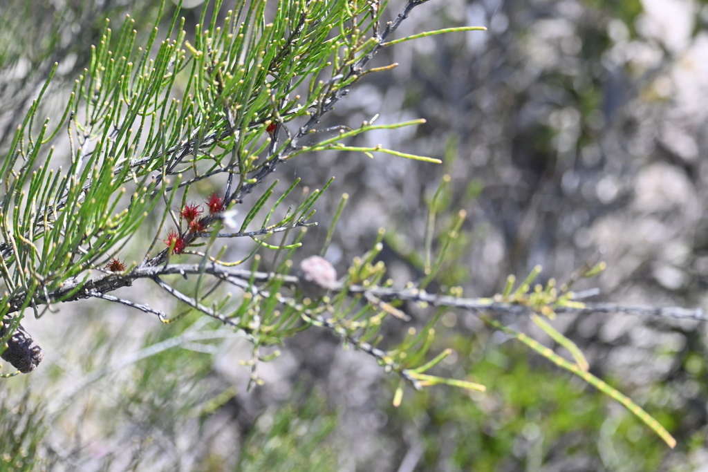 dwarf sheoak from Badgingarra National Park WA 6521, Australia on ...