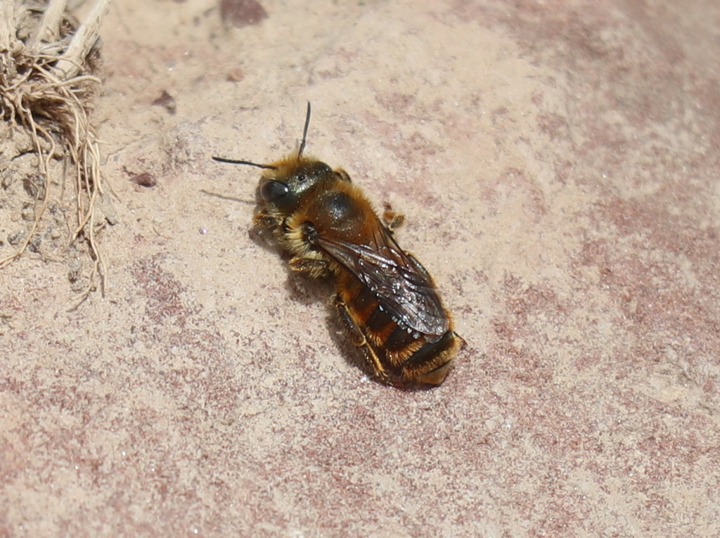 Osmia jacoti from 中国甘肃省庆阳市西峰区 on April 23, 2024 at 11:40 AM by ...