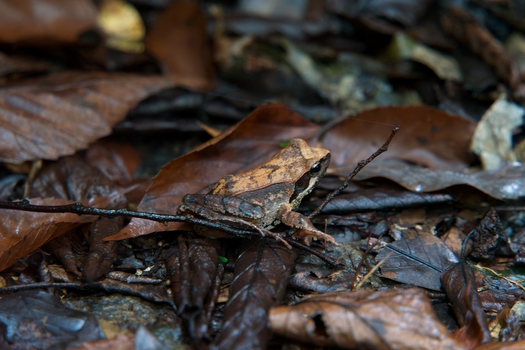 Pond Frogs from Minookoen, Minoh, Osaka 562-0002, Japan on September 22 ...