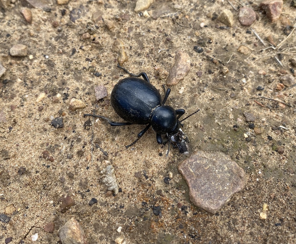 Toktok Beetles from Cape Epic, Western Cape, ZA on November 28, 2024 at ...
