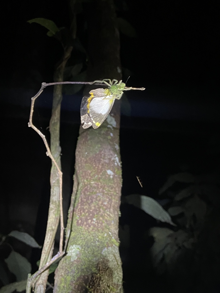 Delias ennia nigidius from Barron Gorge National Park, Kuranda, QLD, AU ...