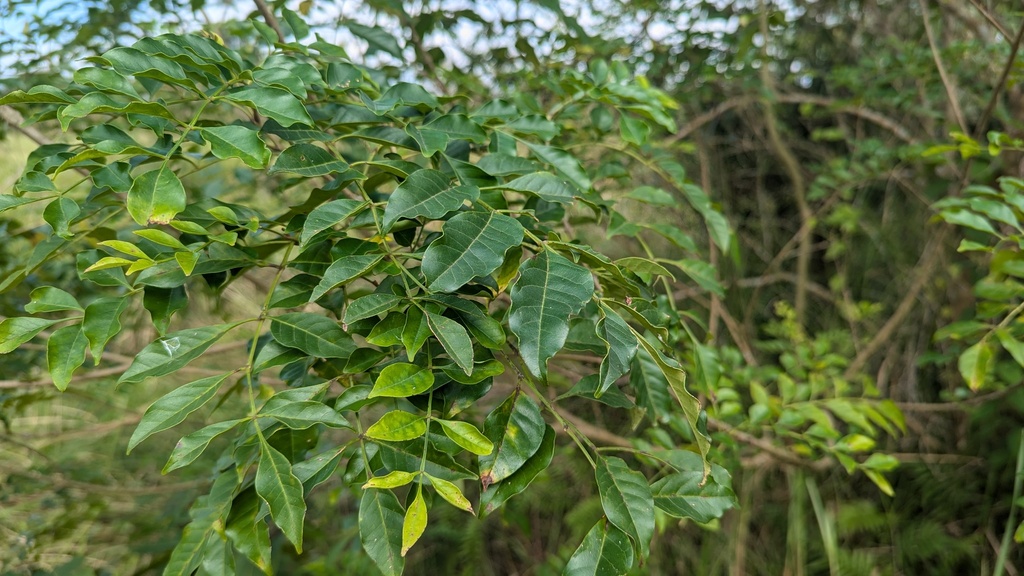 Evergreen tropical ash from Taipei, Taiwan on November 28, 2024 at 11: ...